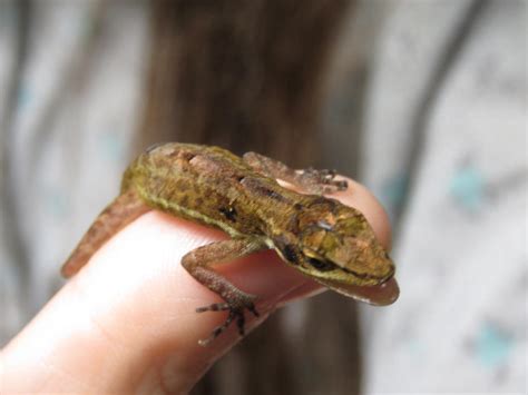 Lizerd 2 By Egbert58 On Deviantart