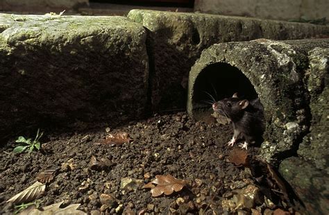 Super Rat Warning As Giant Rodents Invade Uk Homes To Escape Freezing
