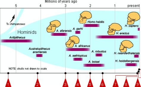 Hominids Human Evolution Evolution Teaching Science