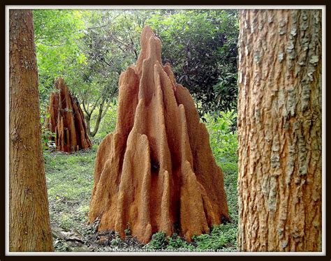 Termites Nest