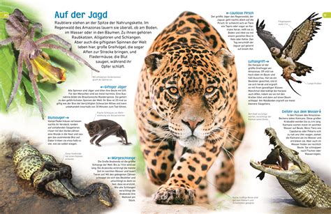 Memo Wissen Entdecken Regenwald DK Verlag