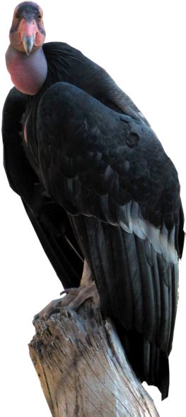 Condor Sinaire California Condor Clipart Large Size Png Image Pikpng