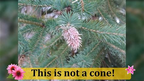 Cooley Spruce Gall Adelgid Adelges Cooleyi Youtube