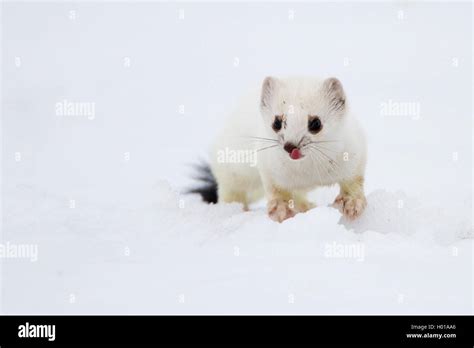 Ermine Stoat Short Tailed Weasel Mustela Erminea In Winter Coat In
