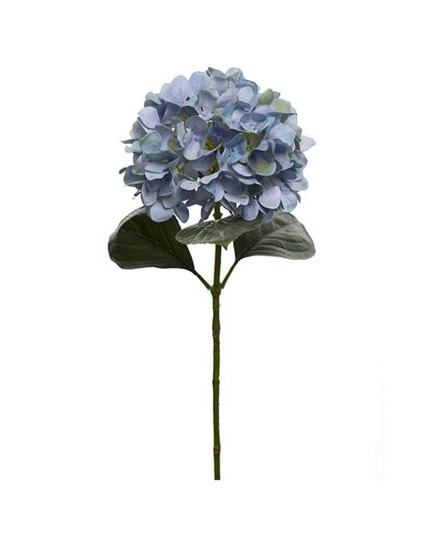 Hydrangea Cut Flower Bluegreen Newport