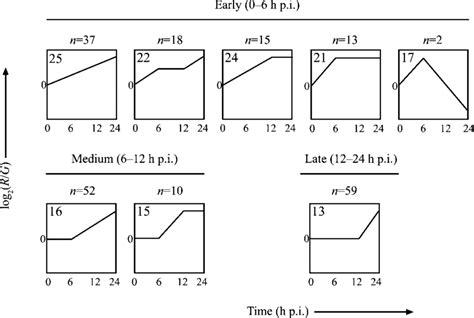Early Medium And Late Gene Upregulation Profiles Genes Associated Download Scientific Diagram