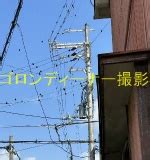 ゴロンディーナーの電柱フォトギャラリー関西電力の電柱編 11ページ目