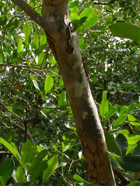 Xylocarpus Granatum Dfjtees Flickr