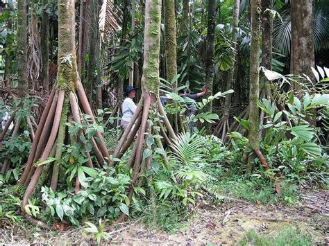 These Trees In Ecuador Are Walking Wordlesstech