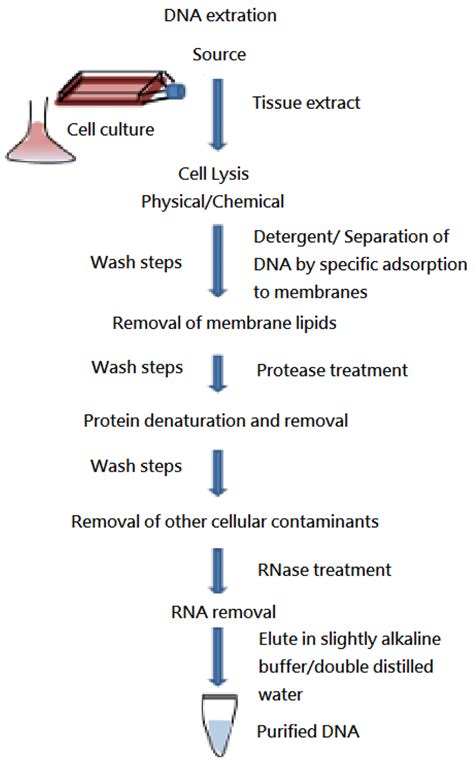 Dna Extraction Steps In Order At Roger Marino Blog