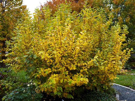 Witch Hazel Plant