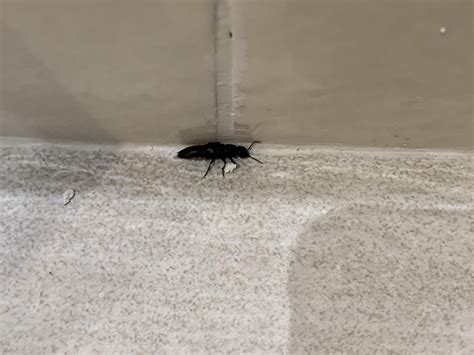 Who Is My New Tenant Rwhatsthisbug