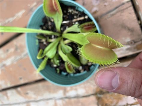 10 Year Old Venus Flytrap Rcarnivorousplants