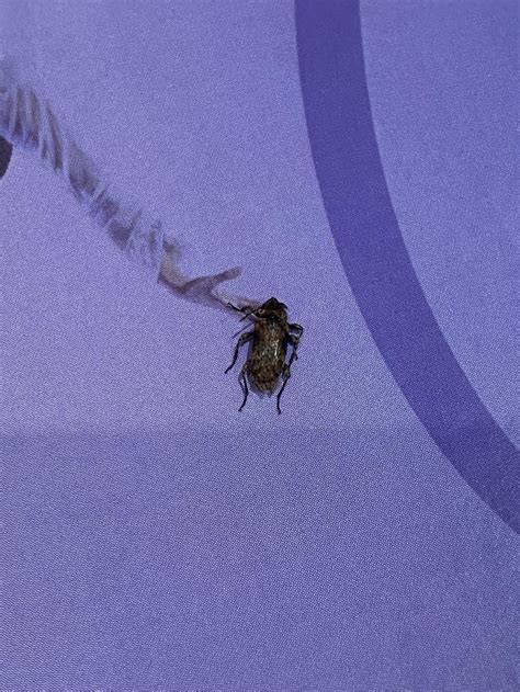 Roach Or Beetle Rbugidentification Roach Or Beetle Rbugidentification