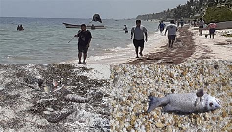 Ya Apesta Telchac Puerto Con La Plaga De Peces Muertos Dicen Turistas