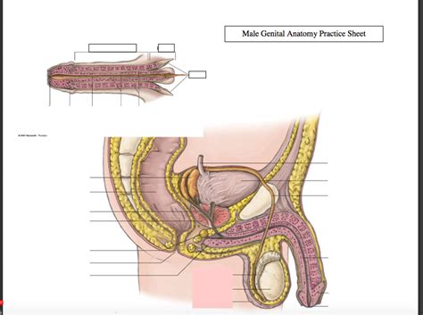 Biology First Midterm Diagram Quizlet