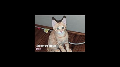 Simba Is Growing Youtube