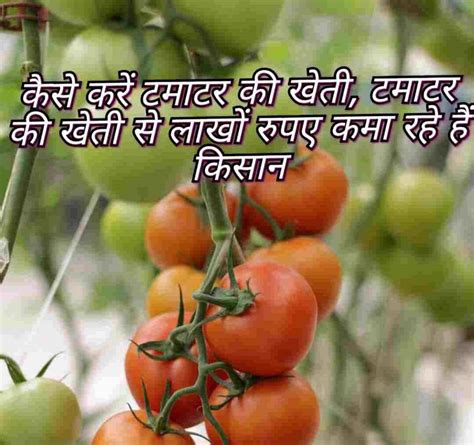 टमाटर की खेती कैसे करें और उपयुक्त मिट्टी कौन सी है Tamatar Ki Kheti