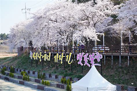 대청호 벚꽃축제 세상에서 가장 긴 오동선 대청호 벚꽃길 266km 드라이브 네이버 블로그