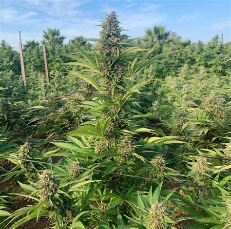 Annunaki Genetics Iced Lemonaid