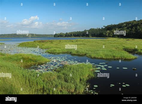 Marshland Grass Hi Res Stock Photography And Images Alamy