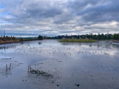 Booterstown Marsh 29 January 2023 The Headless Photo Blog