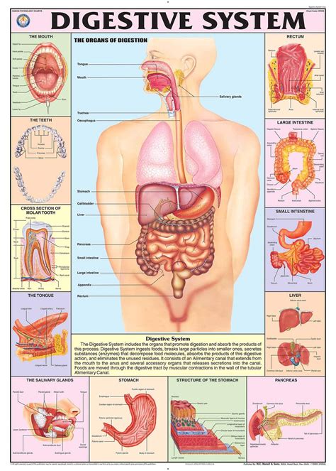 Hp05s Teachingnest Digestive System Chart 70x100 Cm English Human Physiology Desertcart Israel