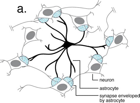 Neural Networks  Find And Share On Giphy