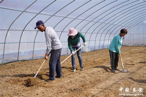 魏店镇：大棚白脆瓜种植打造乡村振兴“新引擎”图 天水在线