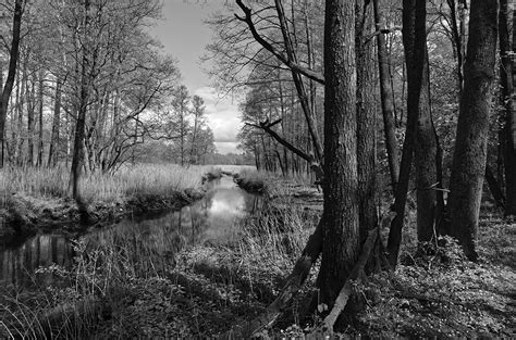 Riparian Buffer Natureworkspark