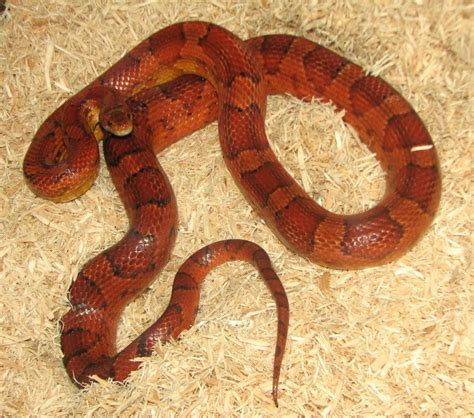 Sarpele De Porumb Animax