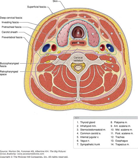 Thyroid Anatomy Cross Section