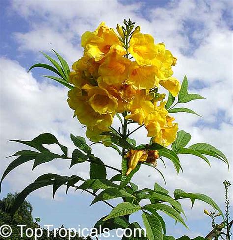 Yellow Elder The Bahamas National Flower Rolling Harbour Abaco