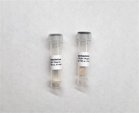 Agrobacterium W Ruby Plasmid The Odin