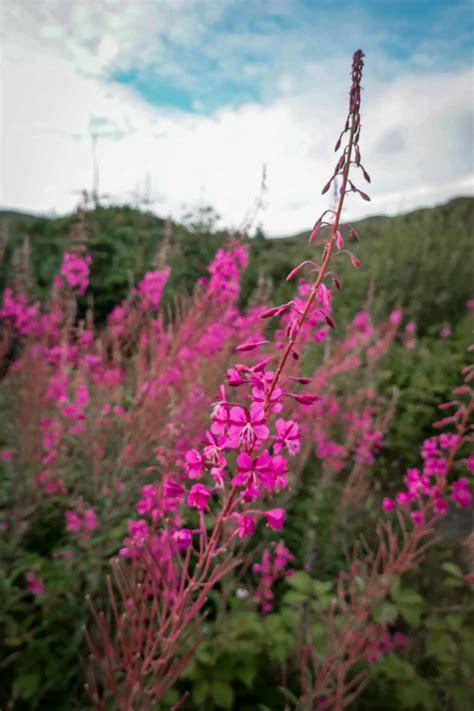 Victoria Falls Scotland Complete Guide To This Nc500 Walk