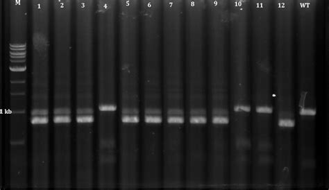 Quickextract Dna Extraction Solution Recipe