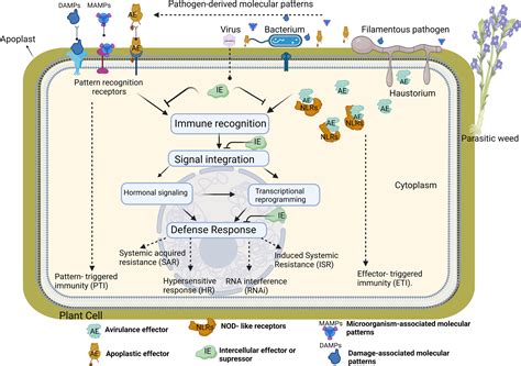 Frontiers Genome Editing For Healthy Crops Traits Tools And Impacts