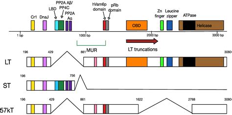 Cancers Free Full Text Merkel Cell Polyomavirus Molecular Insights