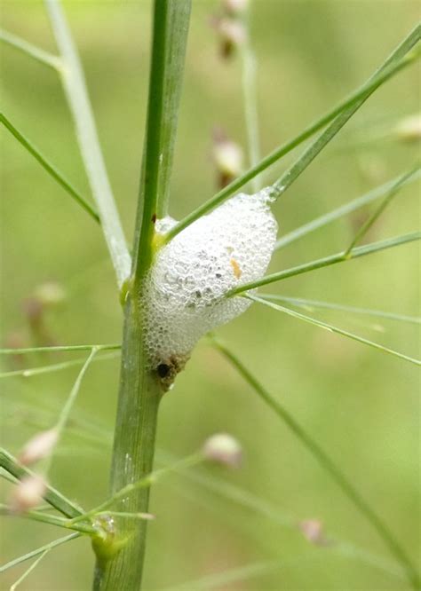 Approaching Fall Nature Watch