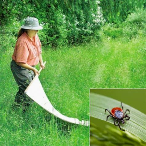 Най сигурният начин да проверите градината за кърлежи веднага