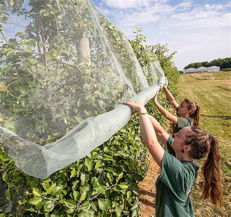 Net Effects On Pollination Good Fruit Grower