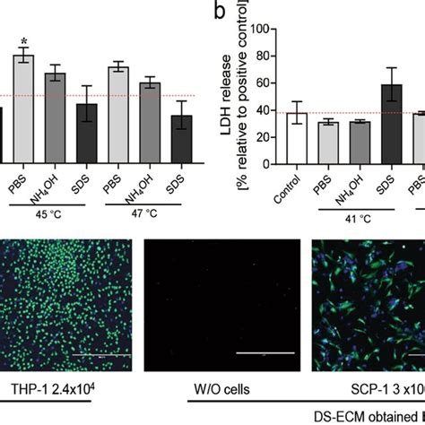 Cell Growth On The Decellularized Saos 2 Extracellular Matrix Ds Ecm