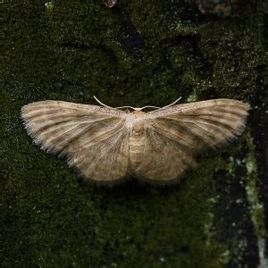 シャクガ科③