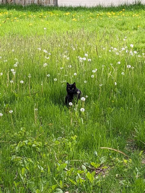 Spring Void Rvoidcats