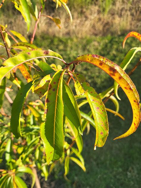 What Peach Tree Disease Is This And How Can I Treat It Rgardening