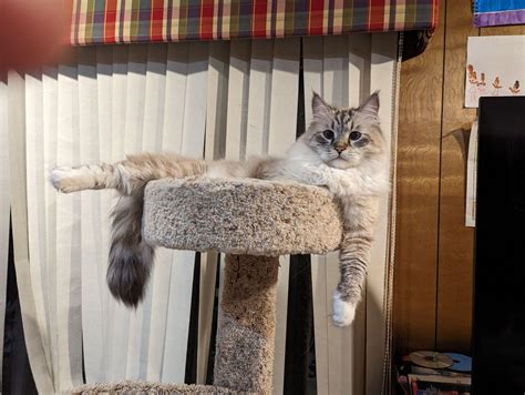 Double Dangle R Danglers