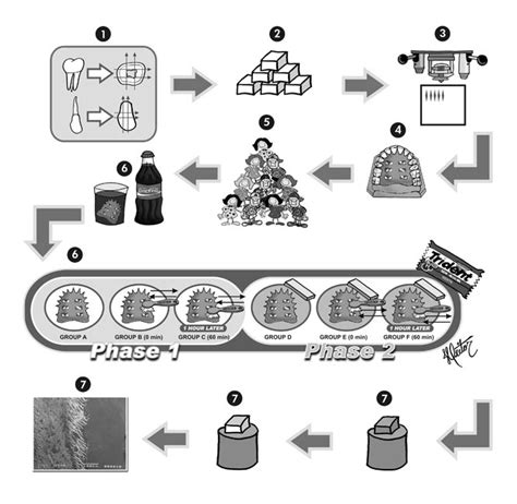 1 Human And Bovine Tooth Sections 2 Human And Bovine Enamel Download Scientific Diagram