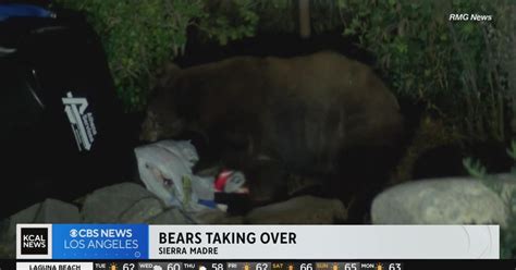 Uptick In Foraging Bears Wandering Into Sierra Madre Homes Terrifies