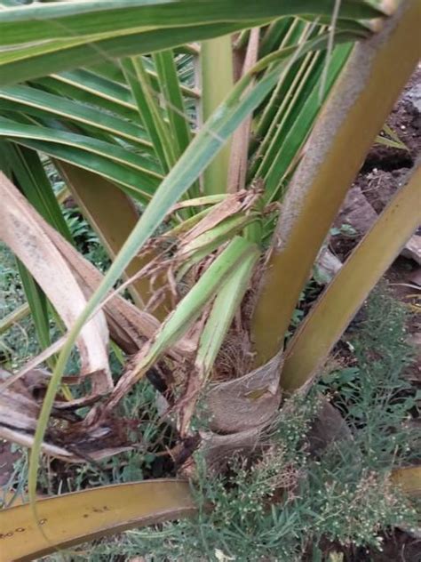 Coconut Tree Disease Object Detection Model By Phanidhar Reddy