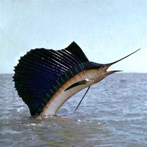 Водный мир | Interesting animals, Marine life, Animals